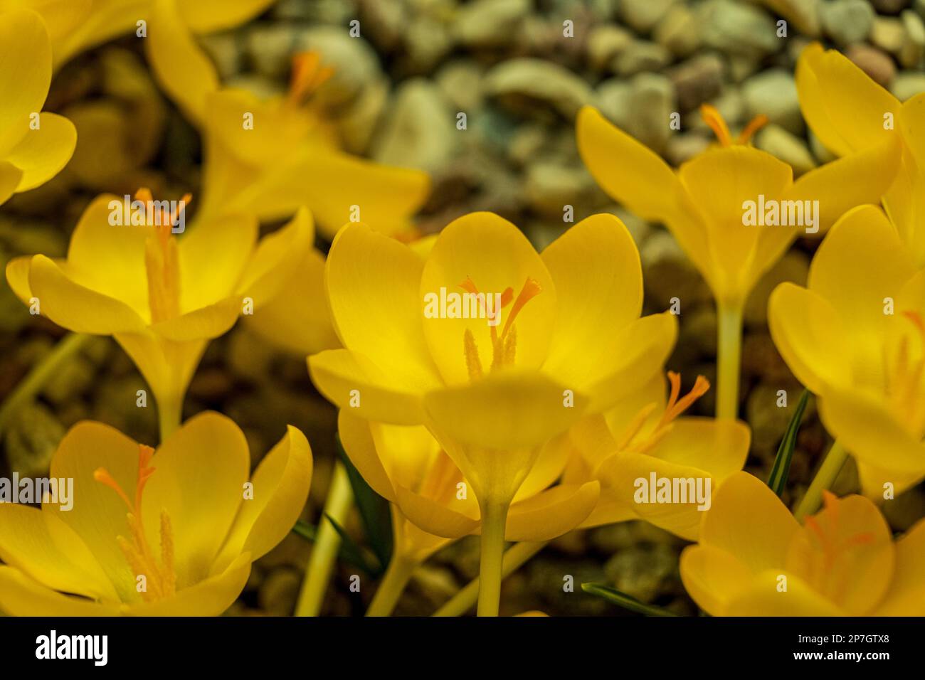 Yellow crocus flowers in a flowerbed at springtime blooming in the sun ...