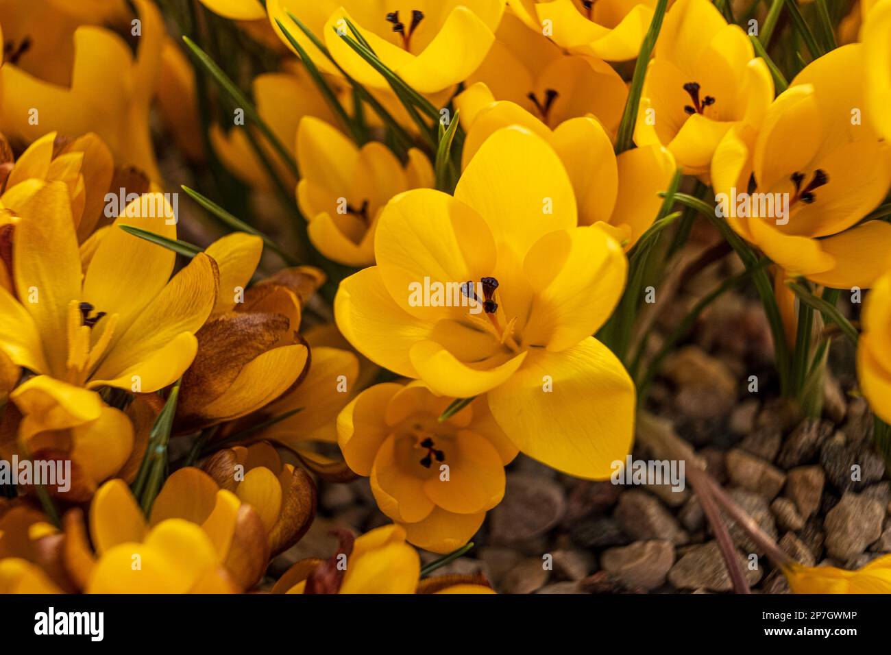 Yellow crocus flowers in a flowerbed at springtime blooming in the sun ...