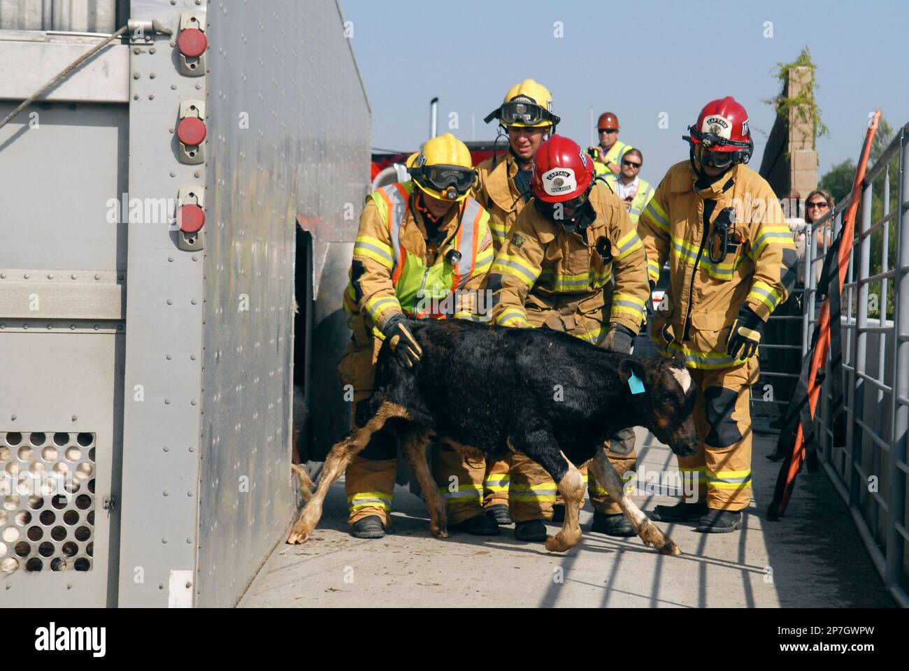 Redlands Firefighters remove a calf from a hole they cut into the ...