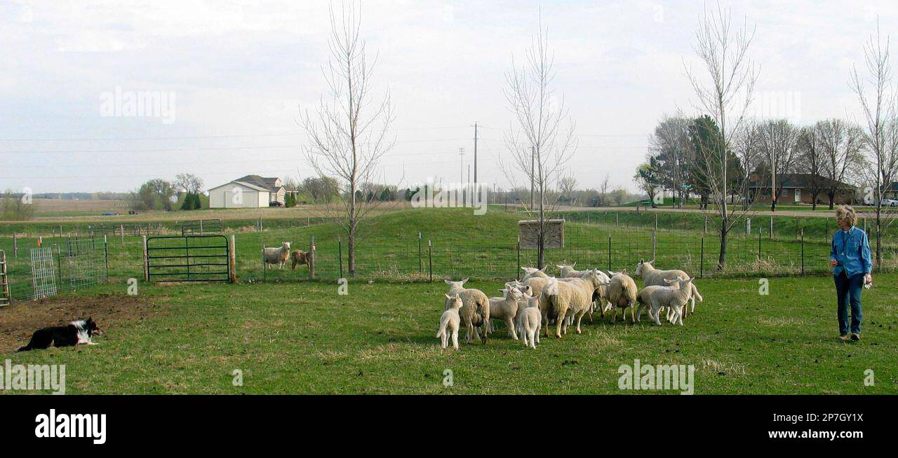 ** ADVANCE FOR WEEKEND MAY 8 -9 ** Duce, a border collie, herds sheep ...