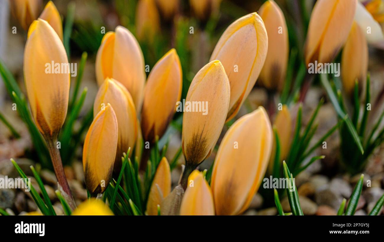 A rare crocus. Pink crocus, hybrid. flowers in a flower bed in spring ...