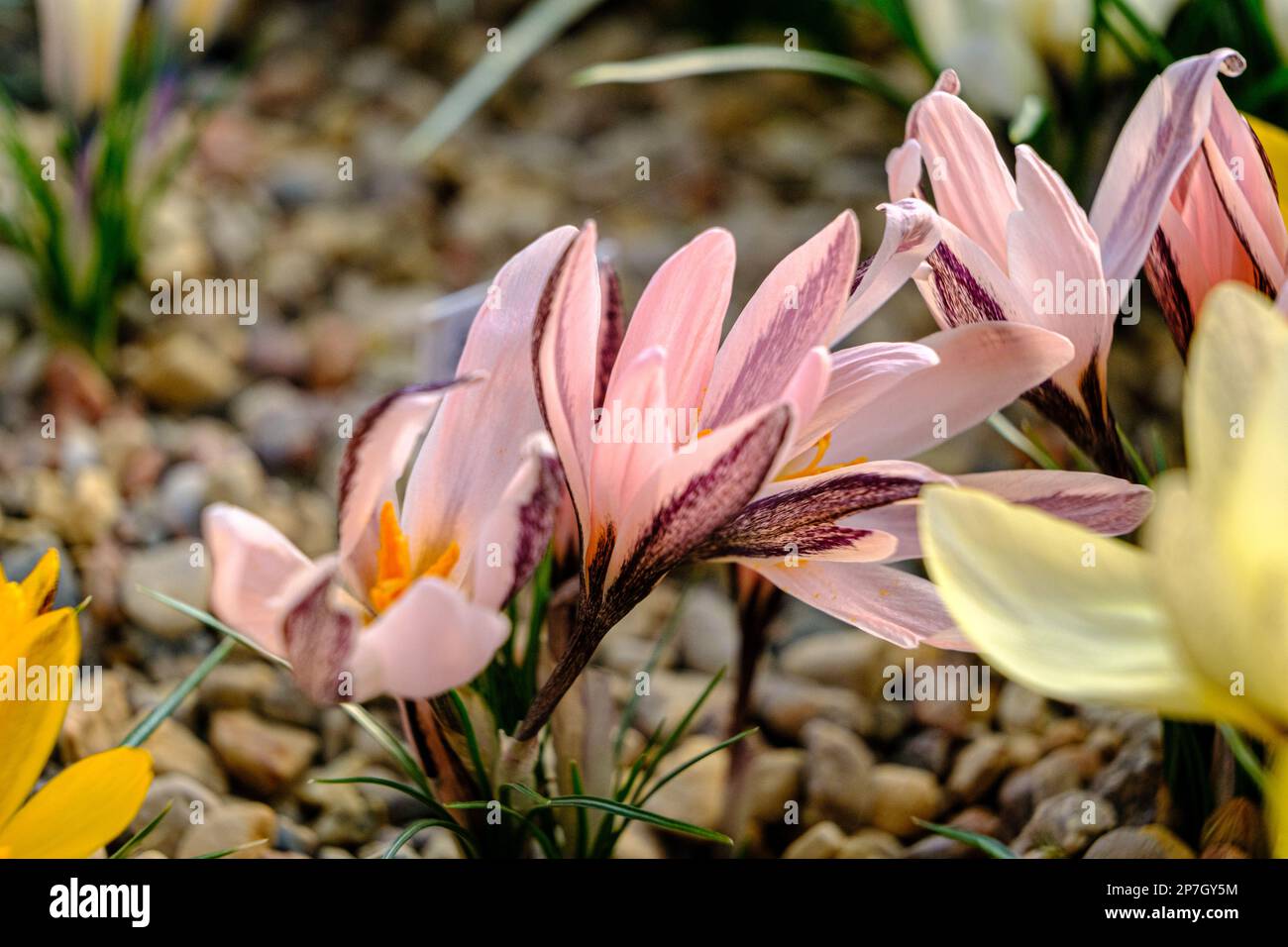 A rare crocus. Pink crocus, hybrid. flowers in a flower bed in spring ...
