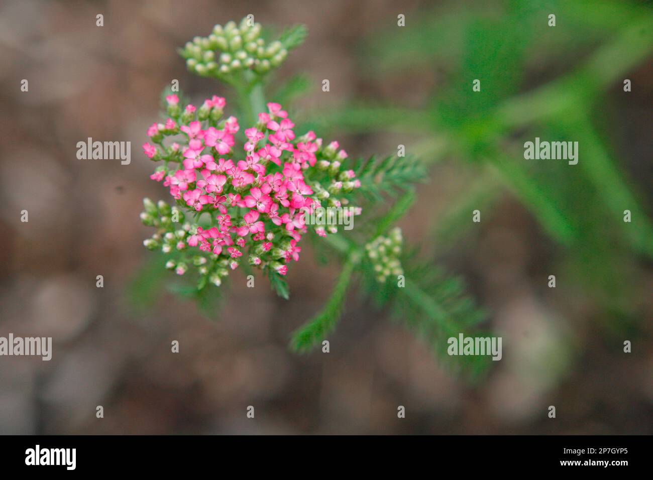 Pink Yarrow is one of the flowers grown in the main garden at Peaceable ...