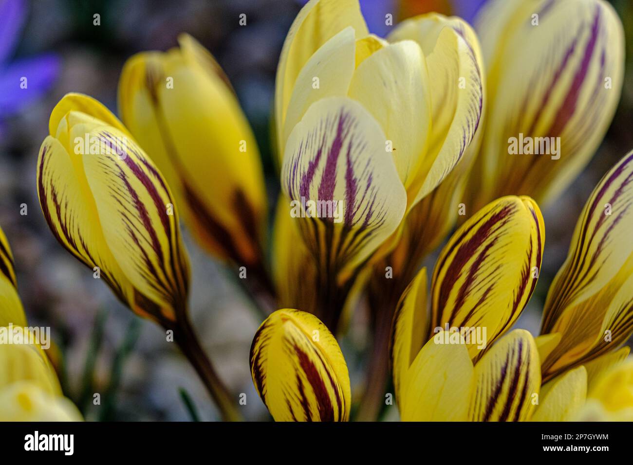 Light yellow crocuses. Petals have dark patterns. flowers in a flower ...