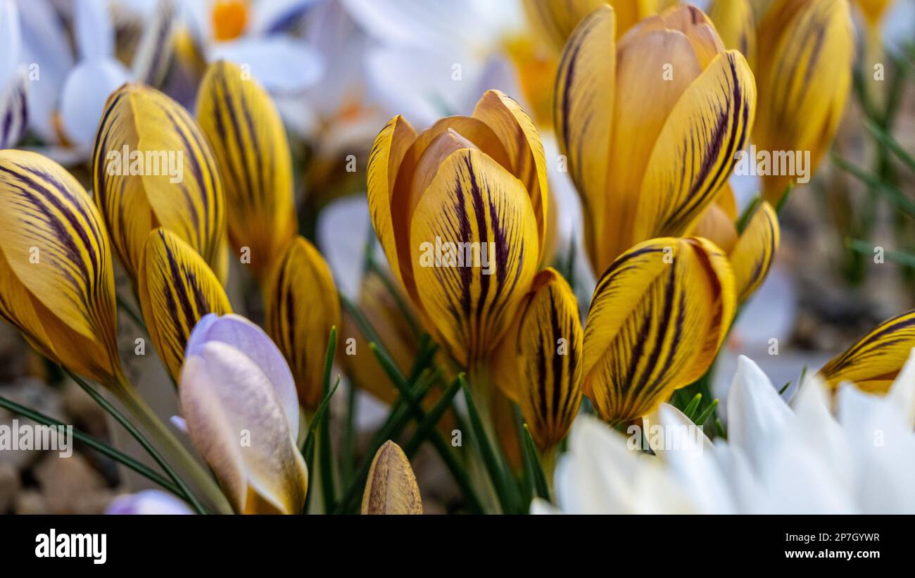 Yellow crocuses. Petals have dark patterns. flowers in a flower bed in ...