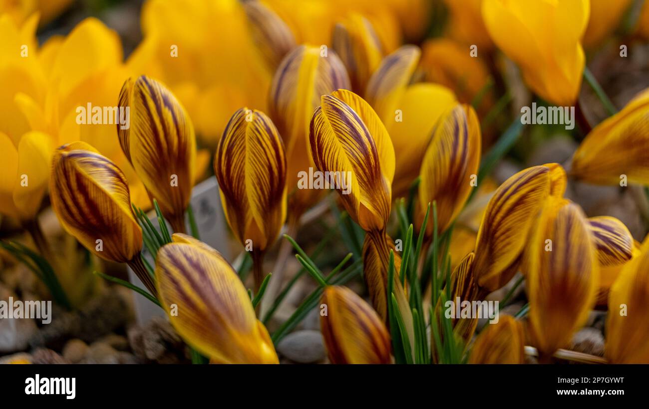 Yellow crocuses. Petals have dark patterns. flowers in a flower bed in ...