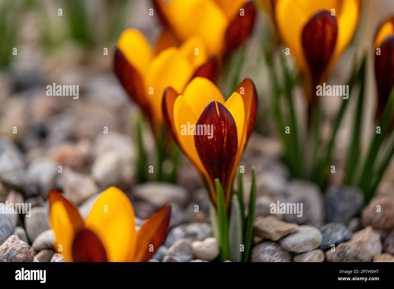 Yellow crocuses. Petals have dark patterns. flowers in a flower bed in ...
