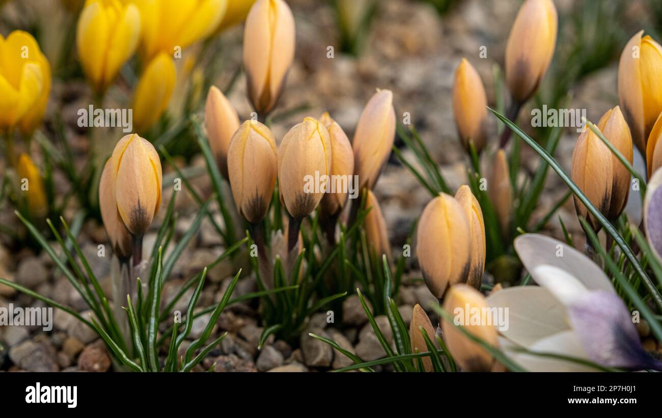 A rare crocus. Pink crocus, hybrid. flowers in a flower bed in spring ...
