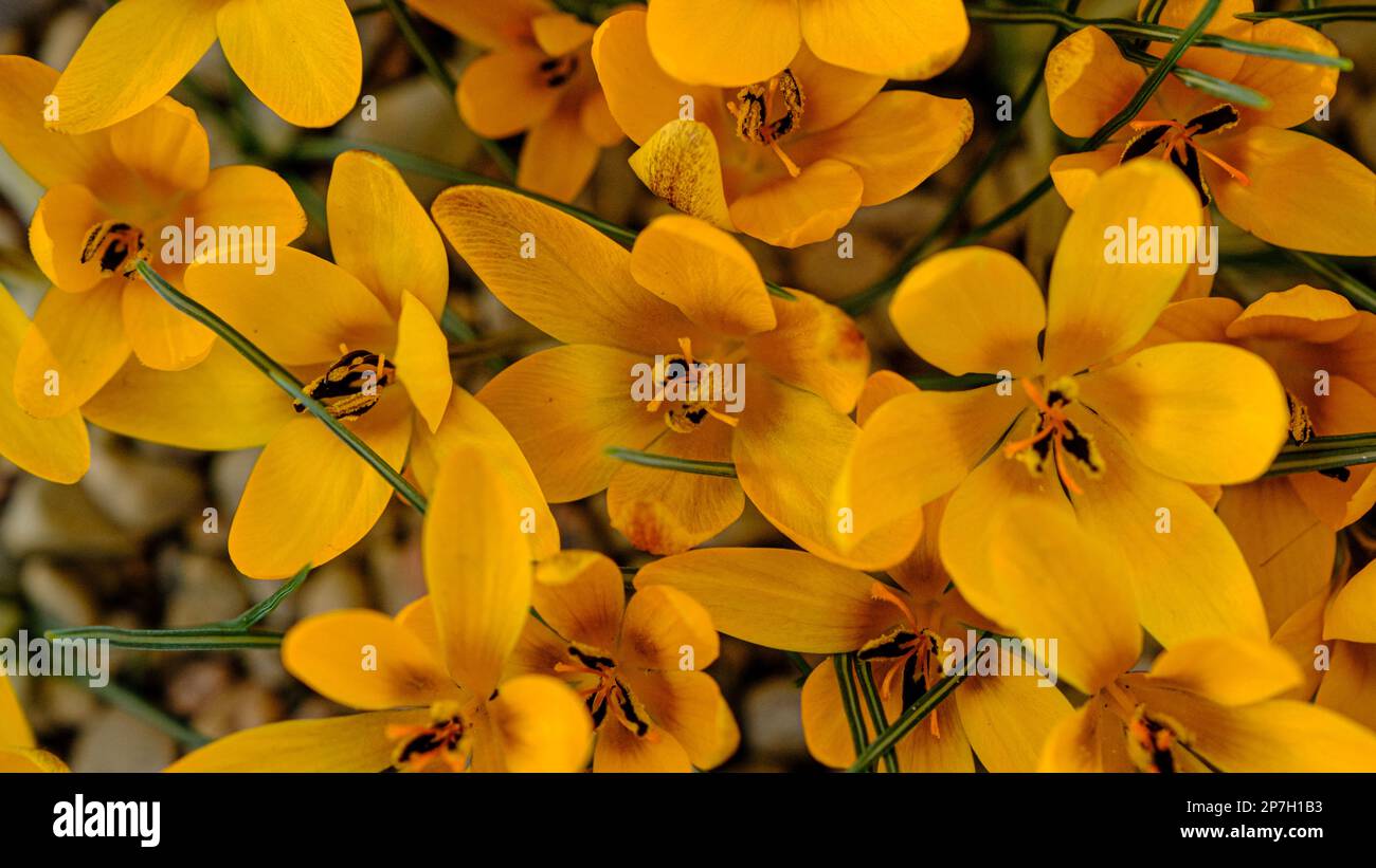 Yellow crocus flowers in a flowerbed at springtime blooming in the sun ...