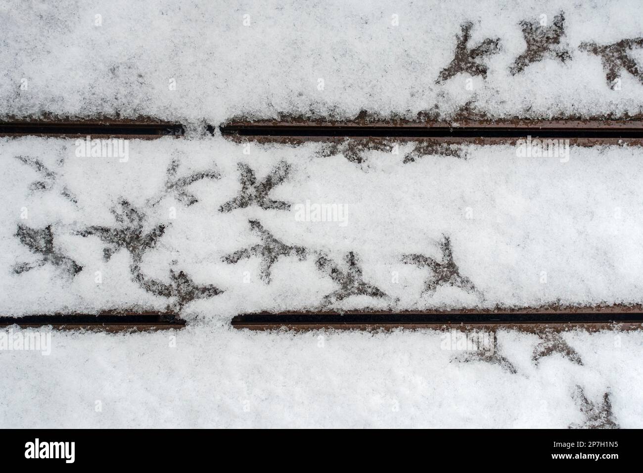 Spring snowfall in garden hi-res stock photography and images - Alamy