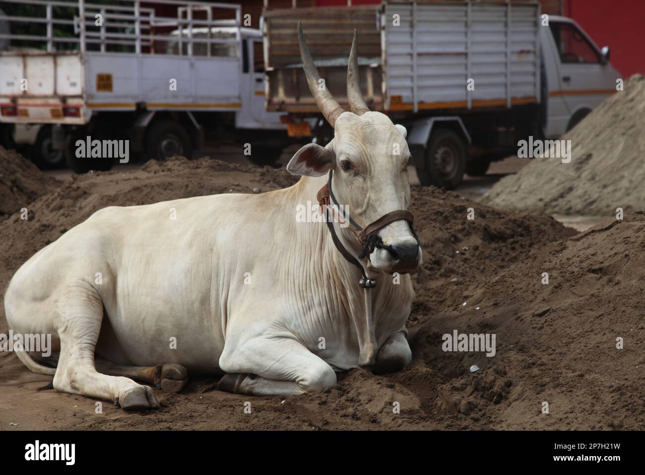 A red cow in India with a bell, goes on the road. Beautiful cow Stock ...