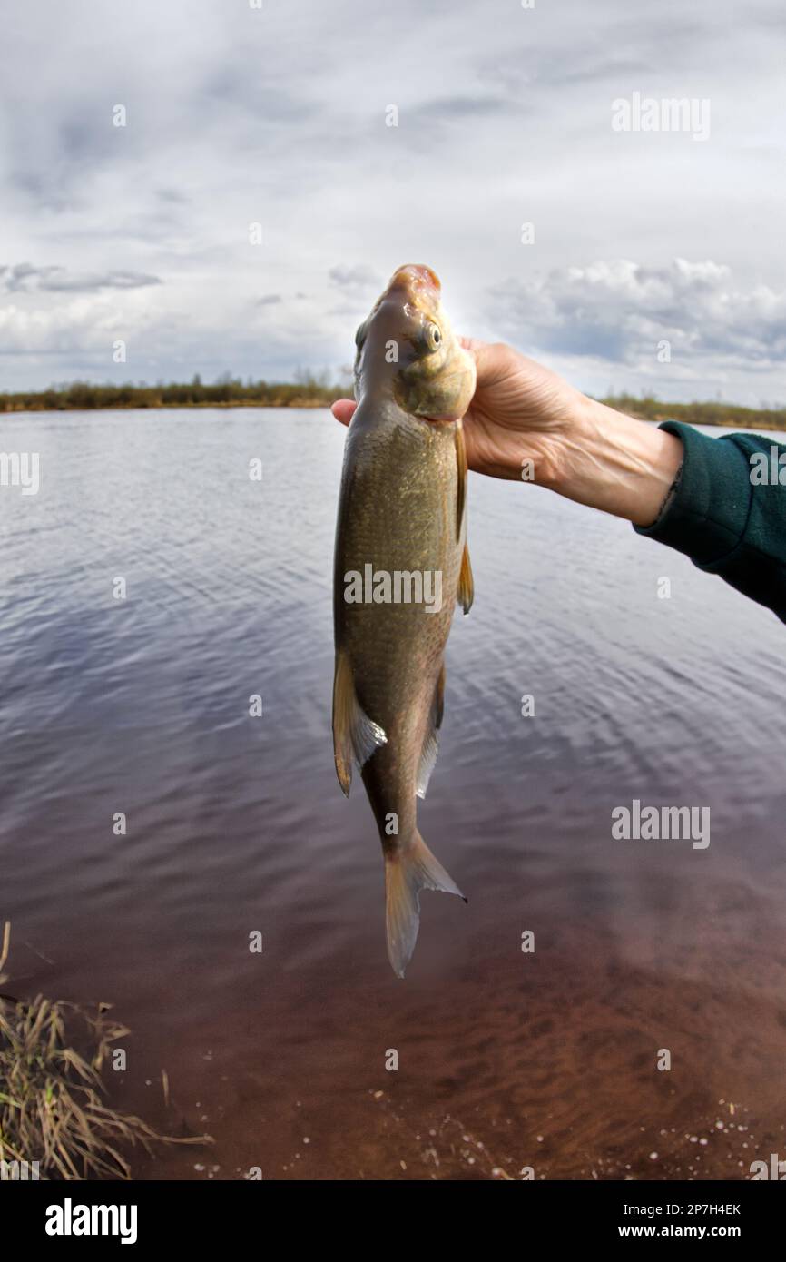 An enviable trophy of a fisherman with a fishing rod in a European ...
