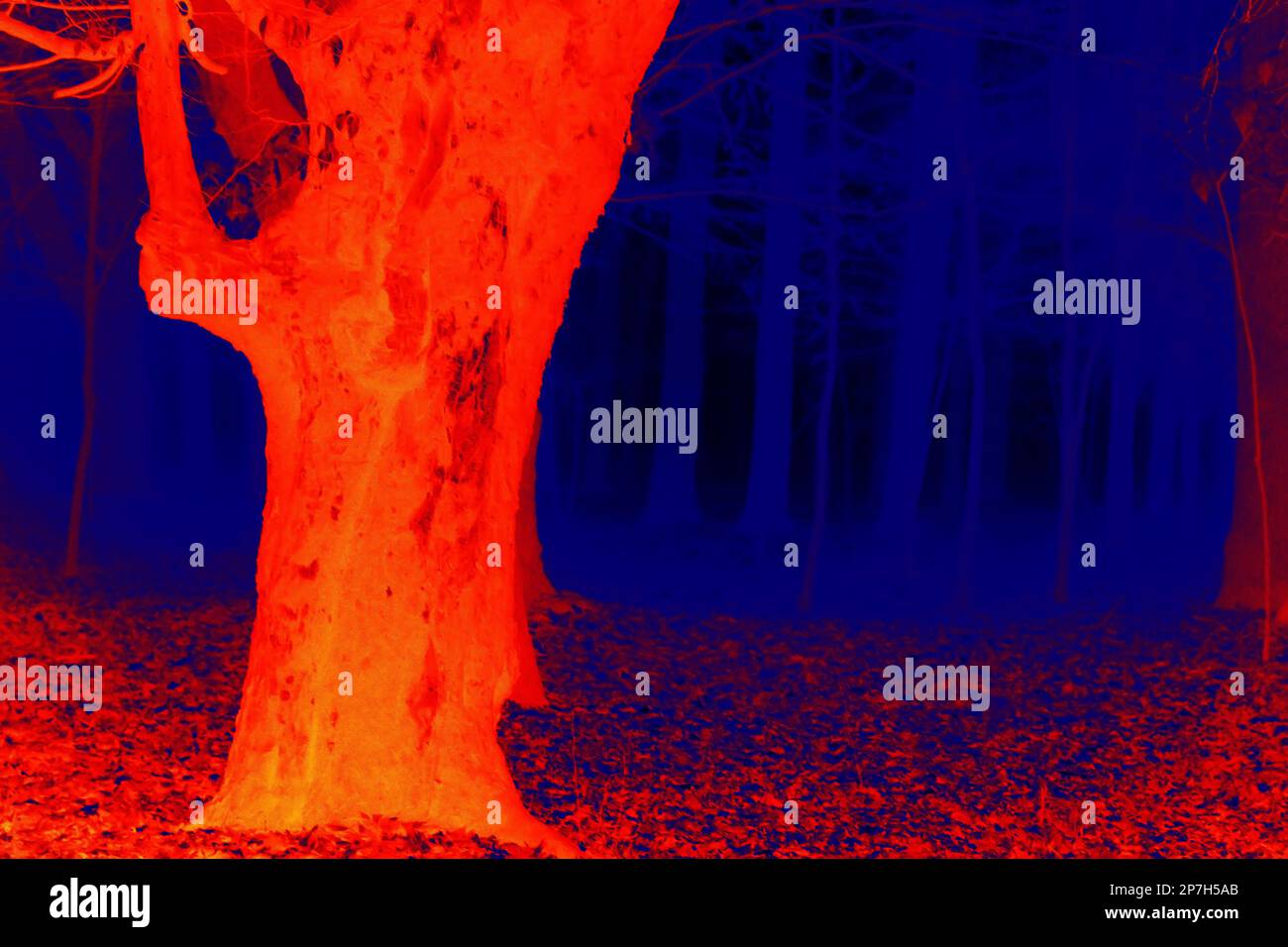 Being in night forest in summer. Illustration of thermal image Stock ...