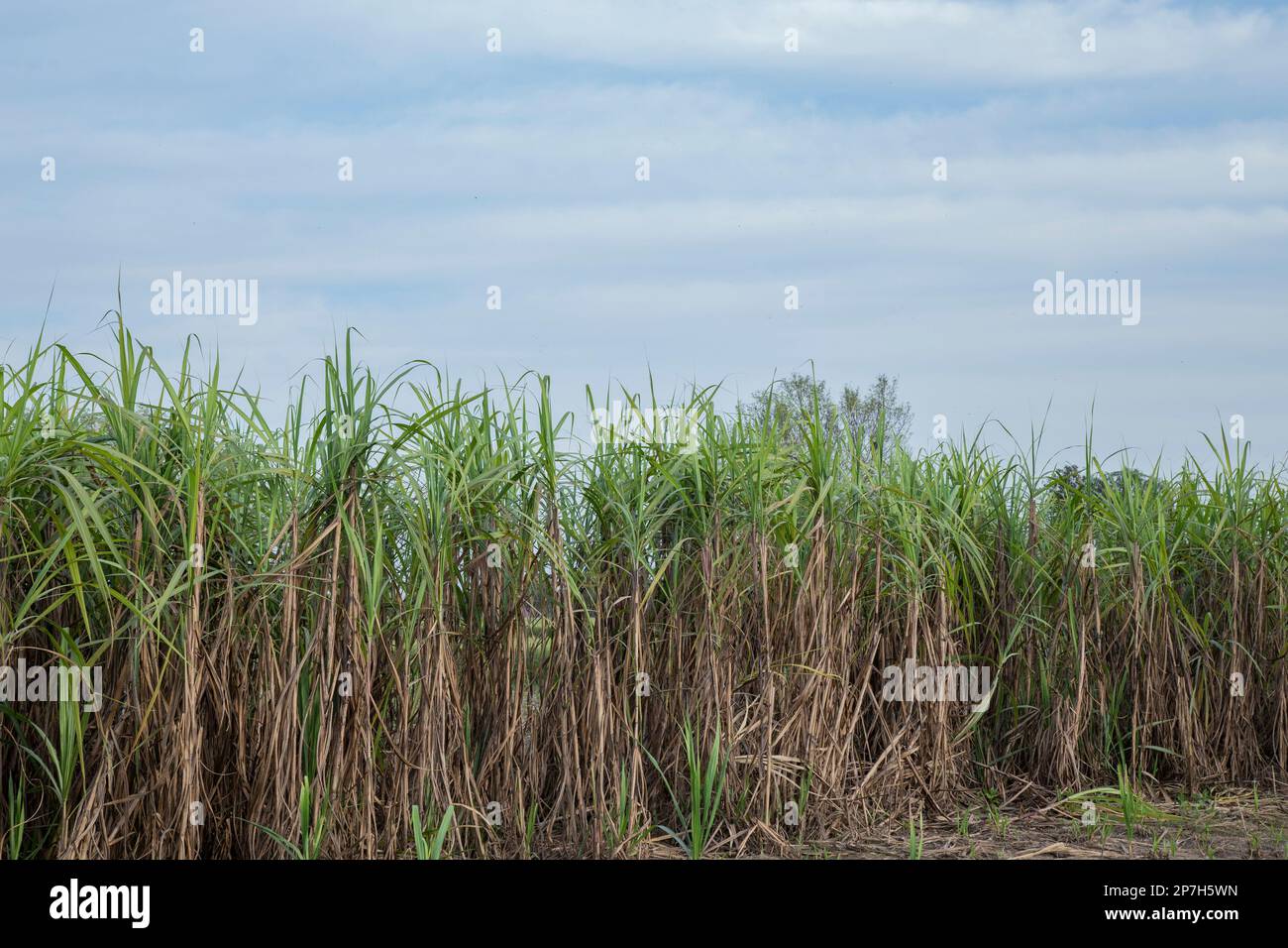 Countryside landscape. Pakistan. Beautiful typical countryside summer ...