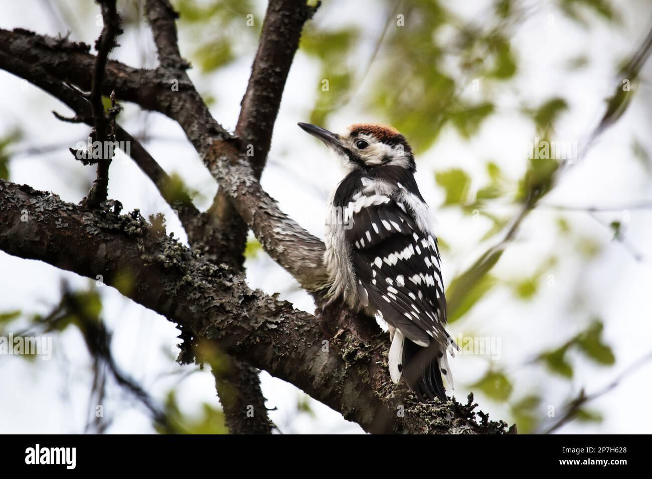 Pinhole borers hi-res stock photography and images - Alamy