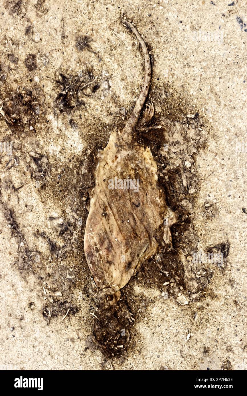 Dead rat on the ground. Crushed rodent on the ground Stock Photo - Alamy