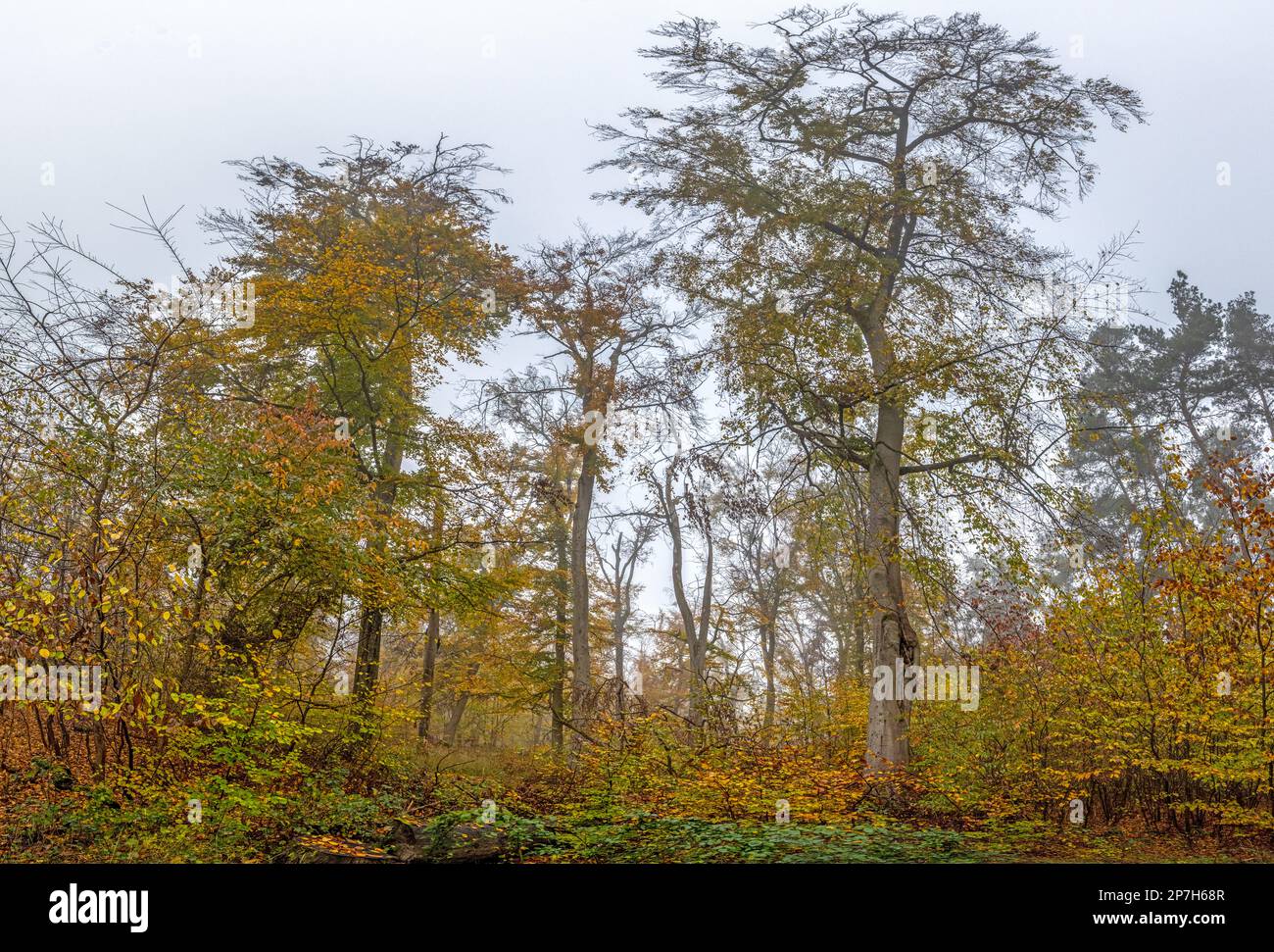 Impression from a colorful autumnal forest on a foggy day in October ...