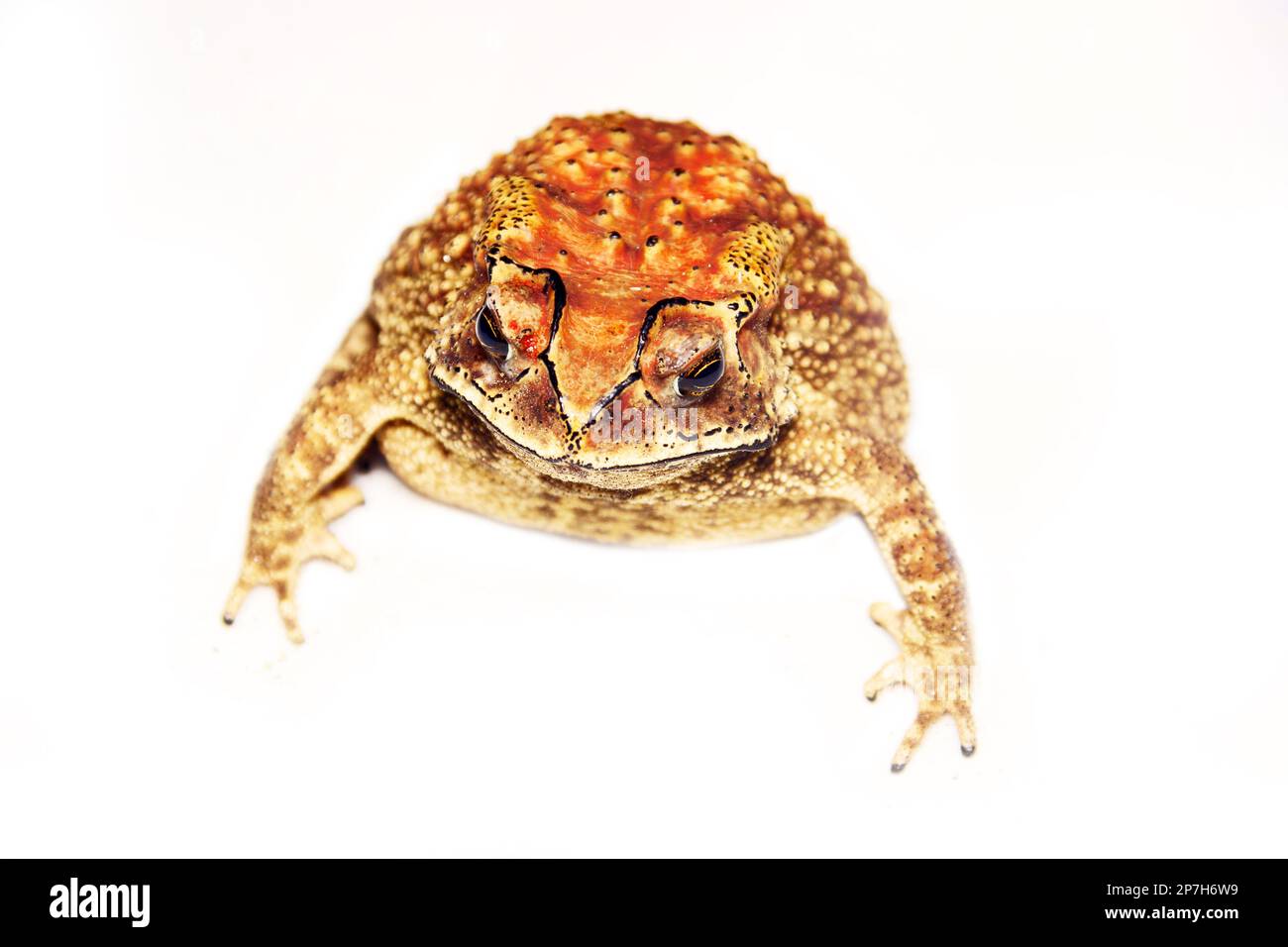 Schneider's (dwarf) toad (Duttaphrynus scaber). Duttaphrynus ...