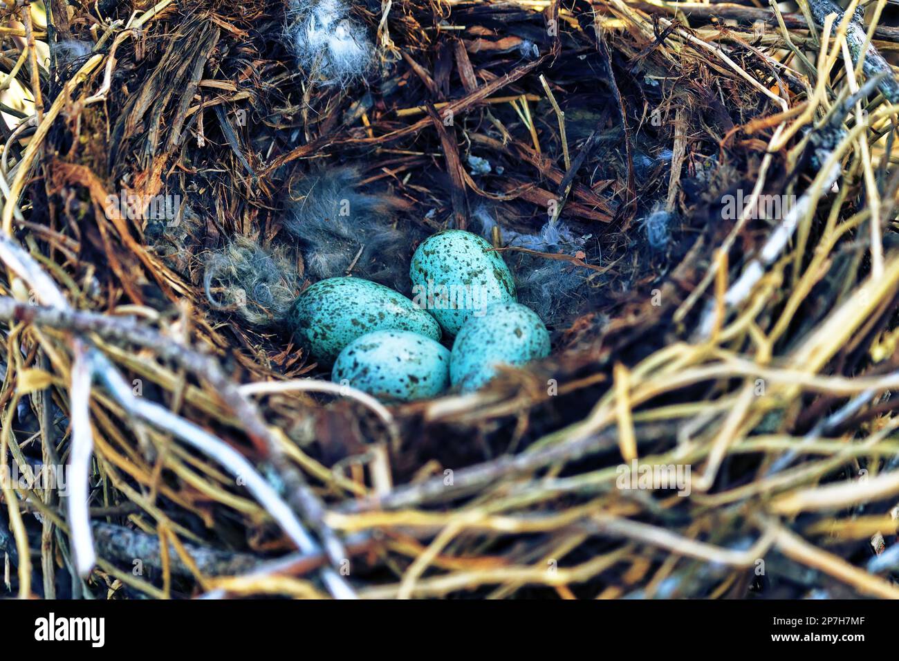 Nidology, study of birds nest. Hooded crow (Corvus cornix) nest. Clutch ...