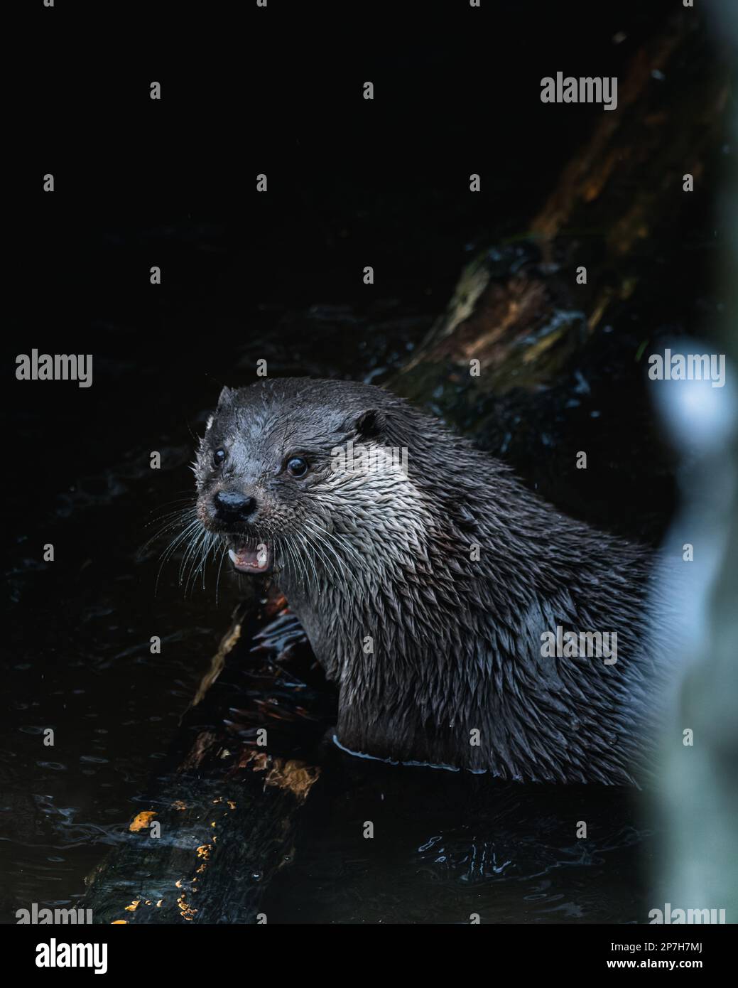 An otter perched atop a log in a tranquil body of water, gazing ...