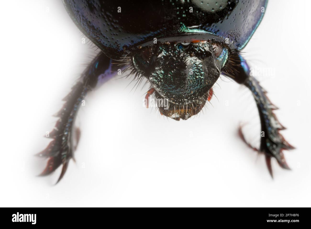 Metallic blue earth-boring dung beetle (Geotrupes) crawling on white ...