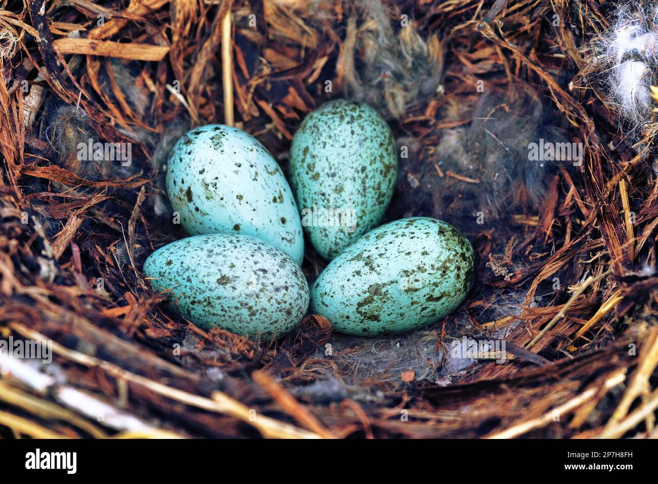 Blue Jay Eggs Hatching