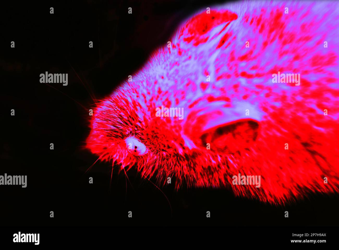 A gray mouse with big eyes in close-up. A rodent on a black background ...