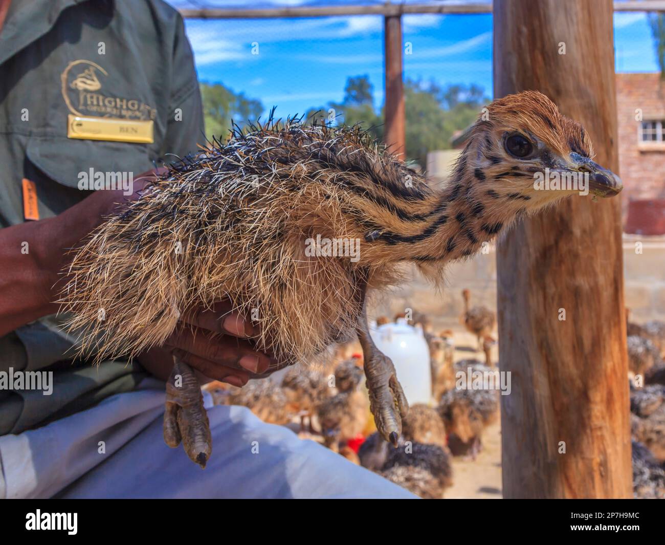 African ostrich picture hi-res stock photography and images - Alamy