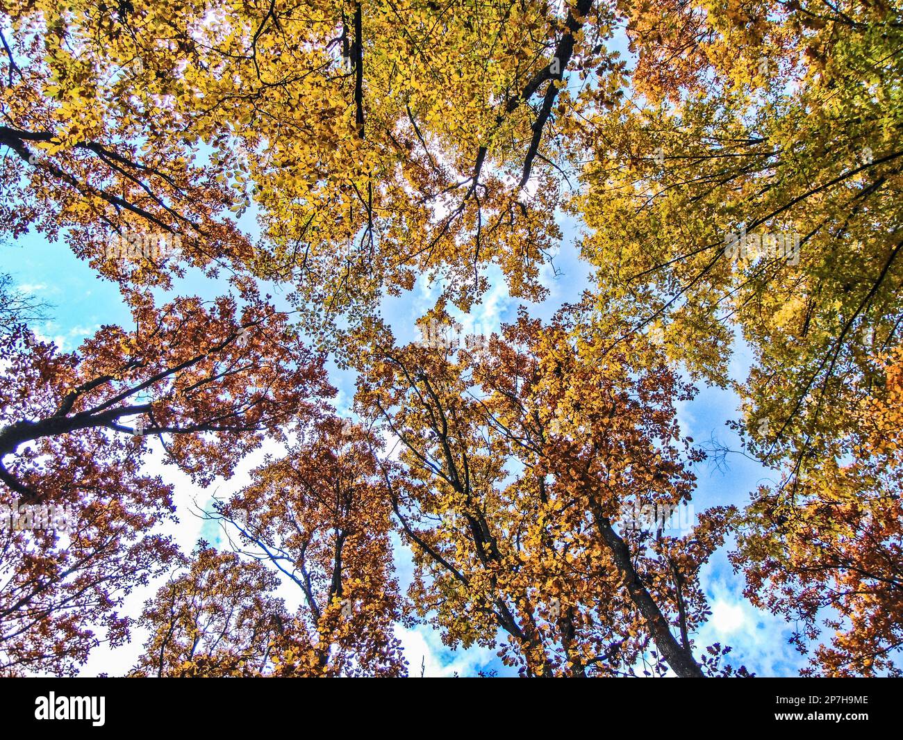 trees in the forest in autumn - bottom view Stock Photo - Alamy