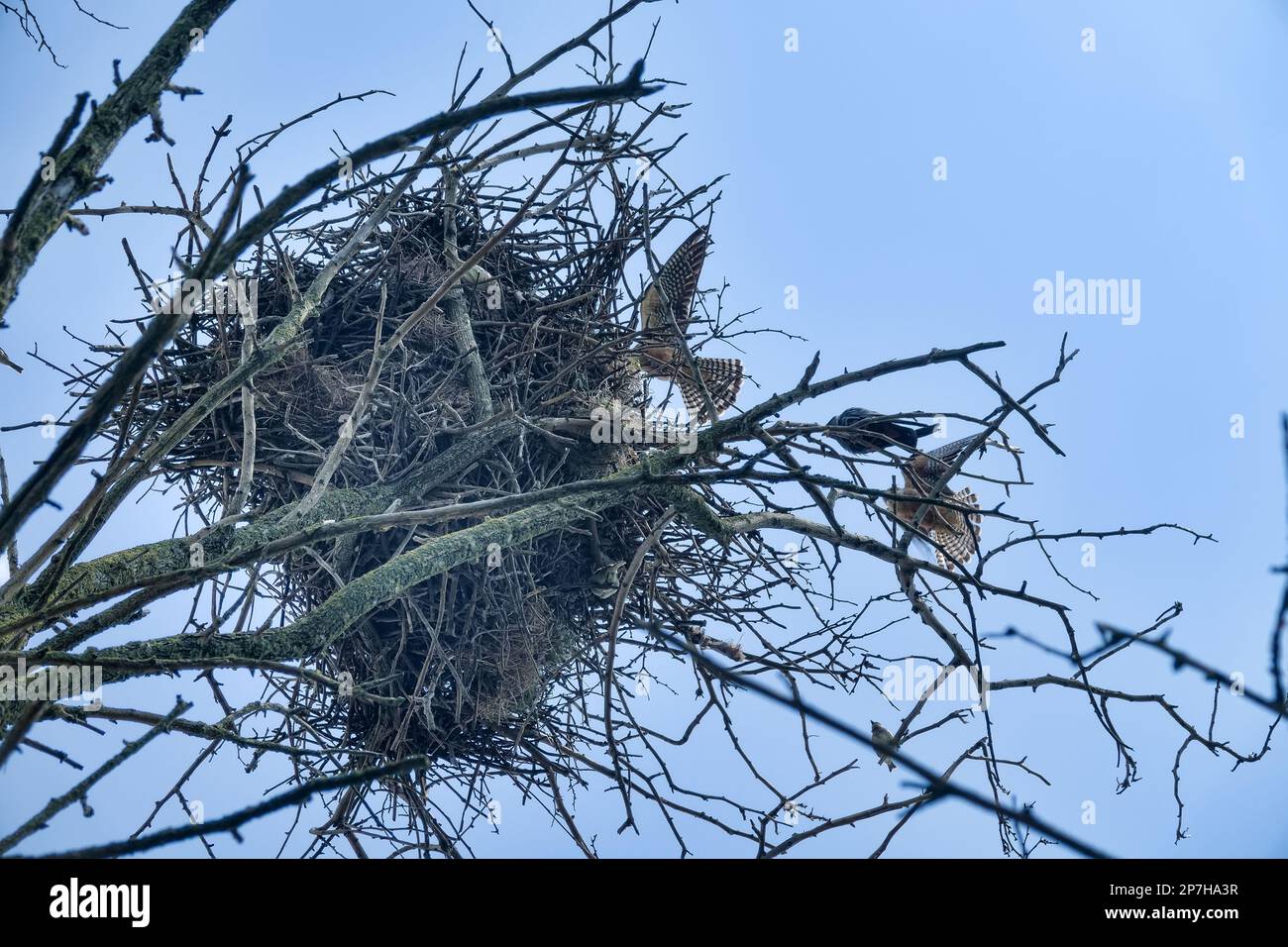 Rooks nest house hi-res stock photography and images - Alamy