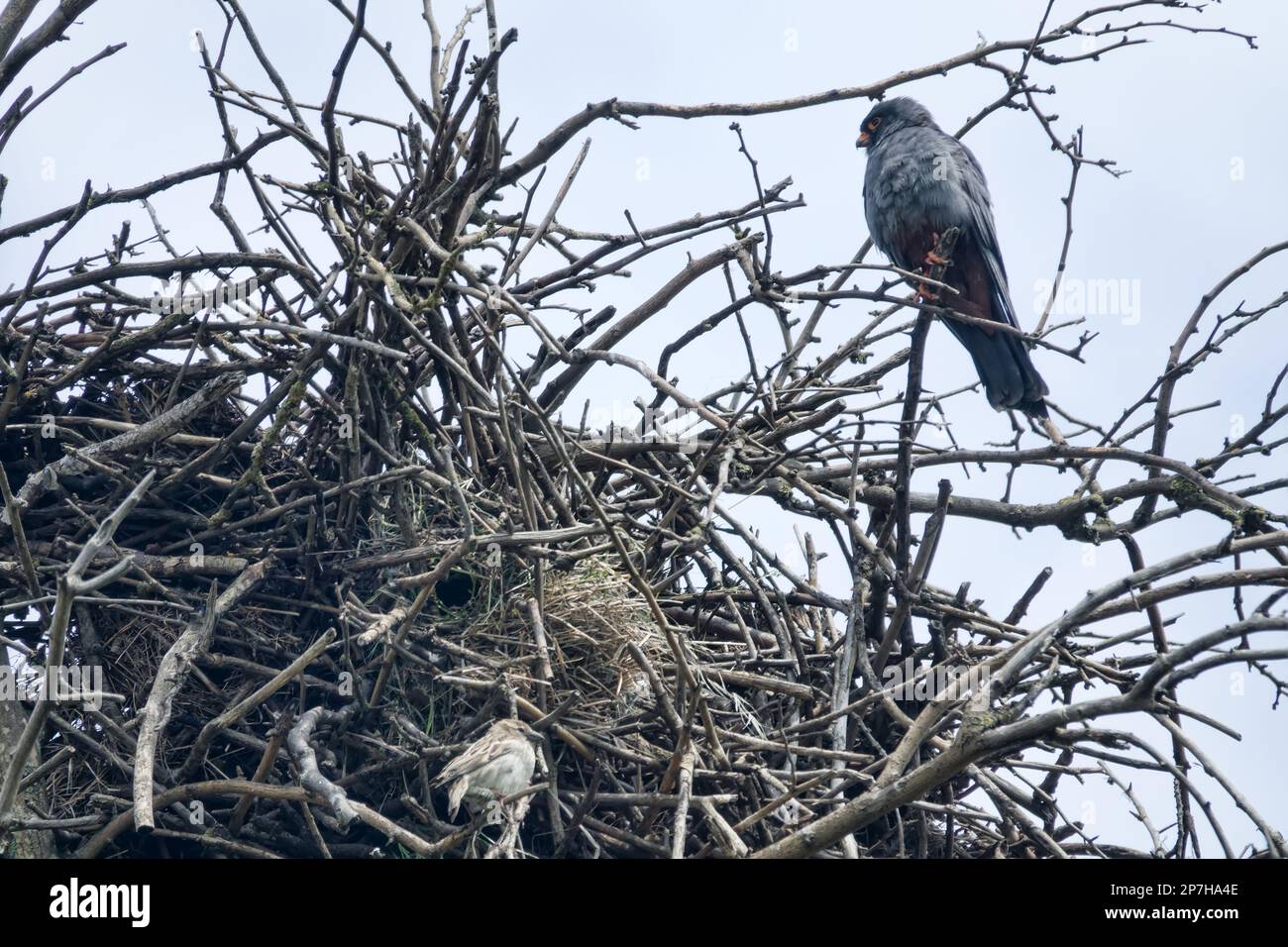 Complex one-sided symbiosis, or synoikia. Rook built nest. Red-footed ...