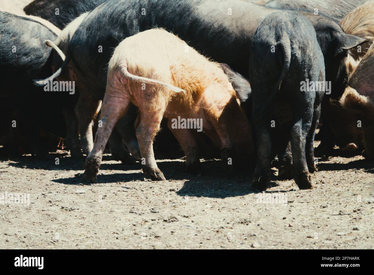 Swine husbandry. Ukrainian steppe pock-marked breed of pigs. Based on ...