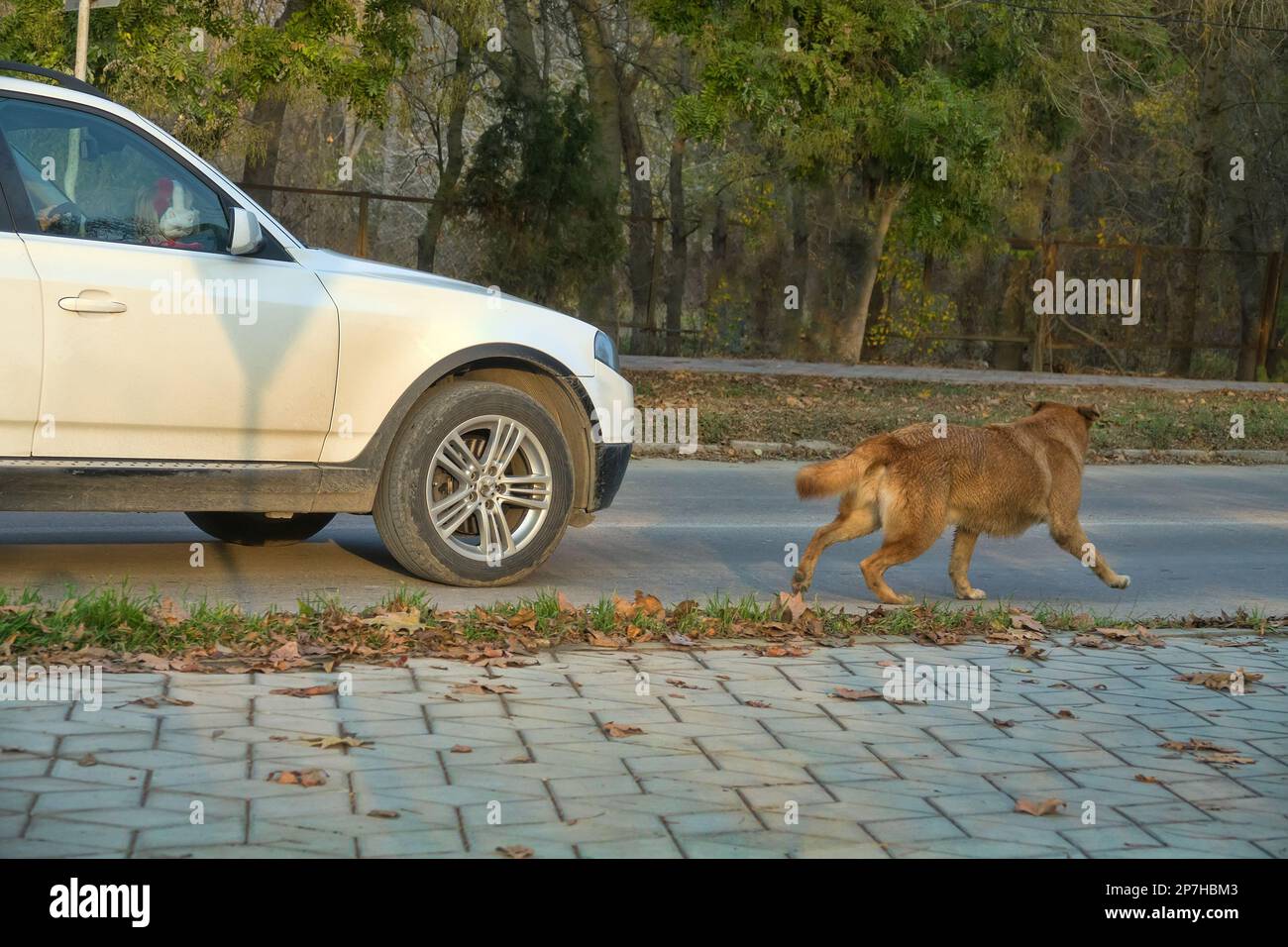 Angry Dog Car