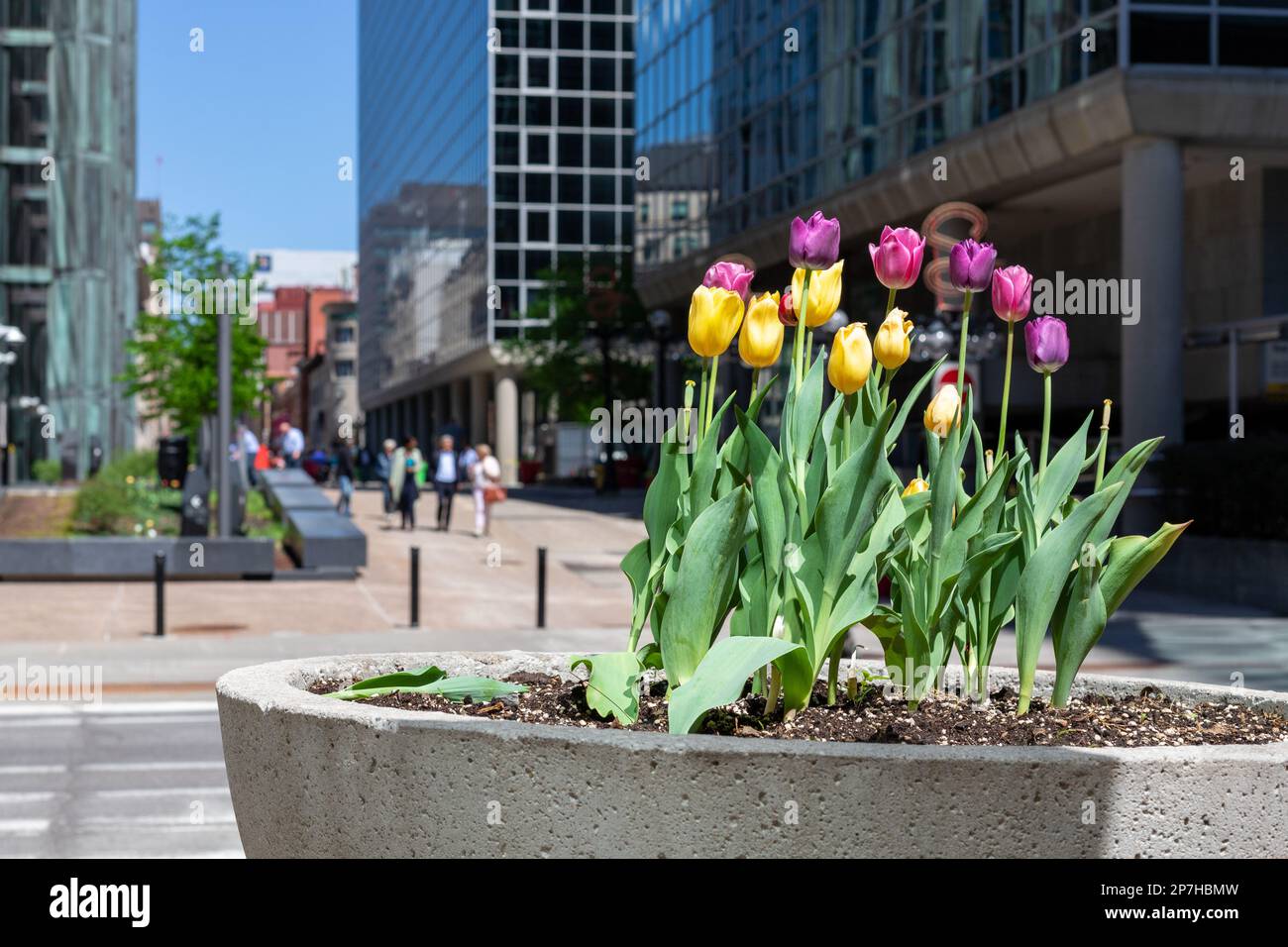 Tulips in flower bed with office buildings in downtown Ottawa in Canada ...