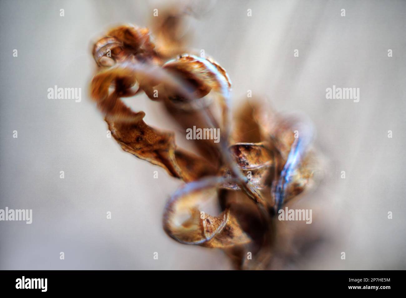 Dry fruit fructus siccus hi-res stock photography and images - Alamy