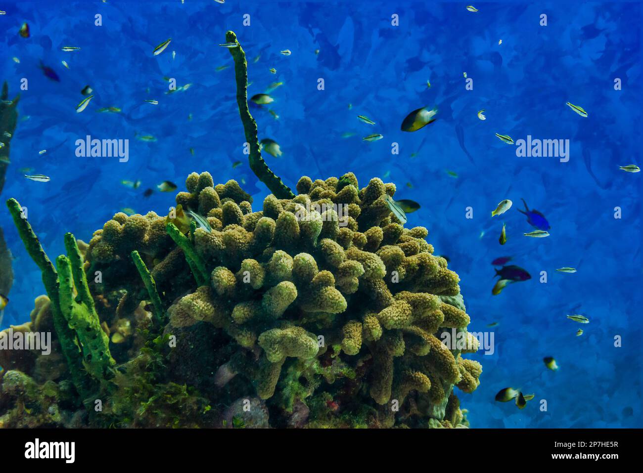 Digitally created watercolor painting of a natural underwater seascape ...