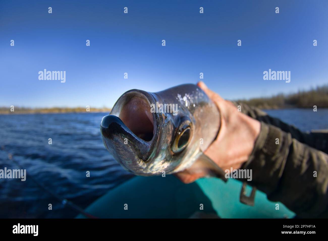 The Sabrefish (Pelecus cultratus) was caught from the northern river ...