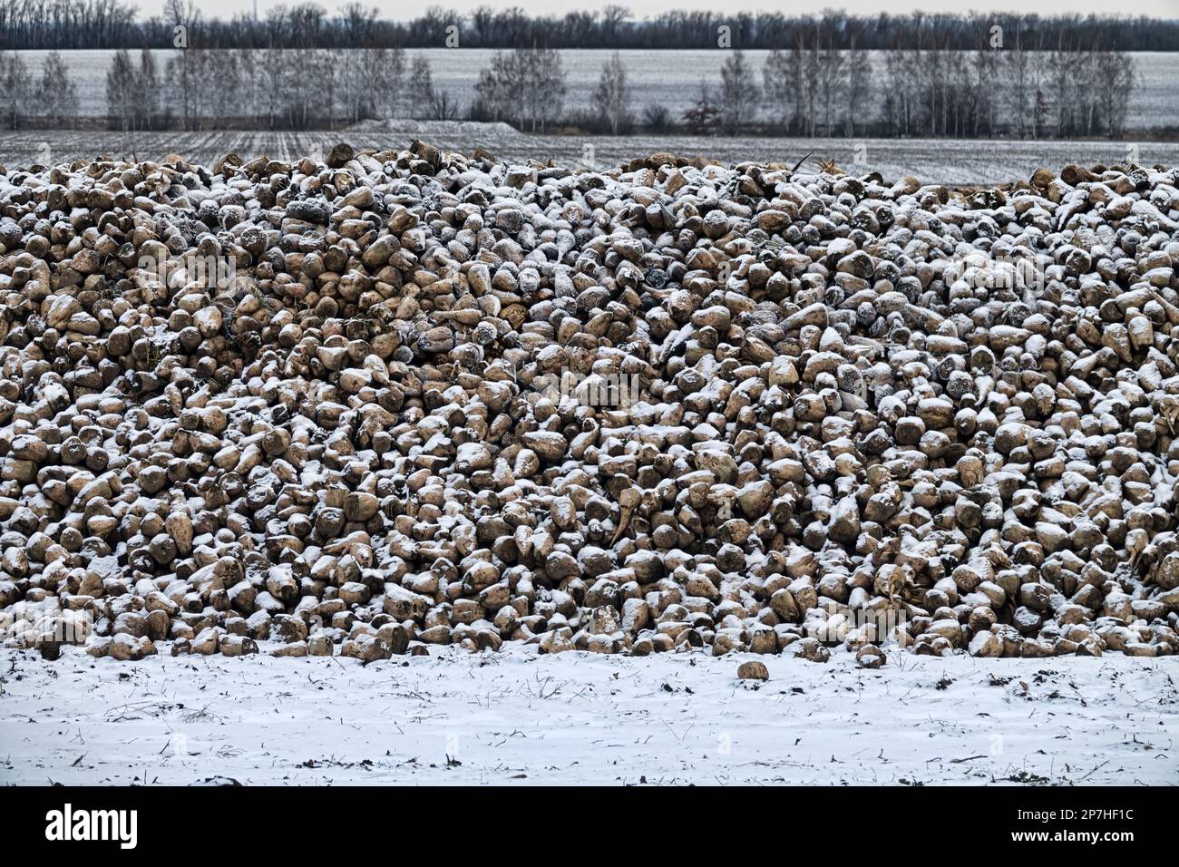 Sugar-beet growing, olericulture. Root crop are harvested before frosts ...