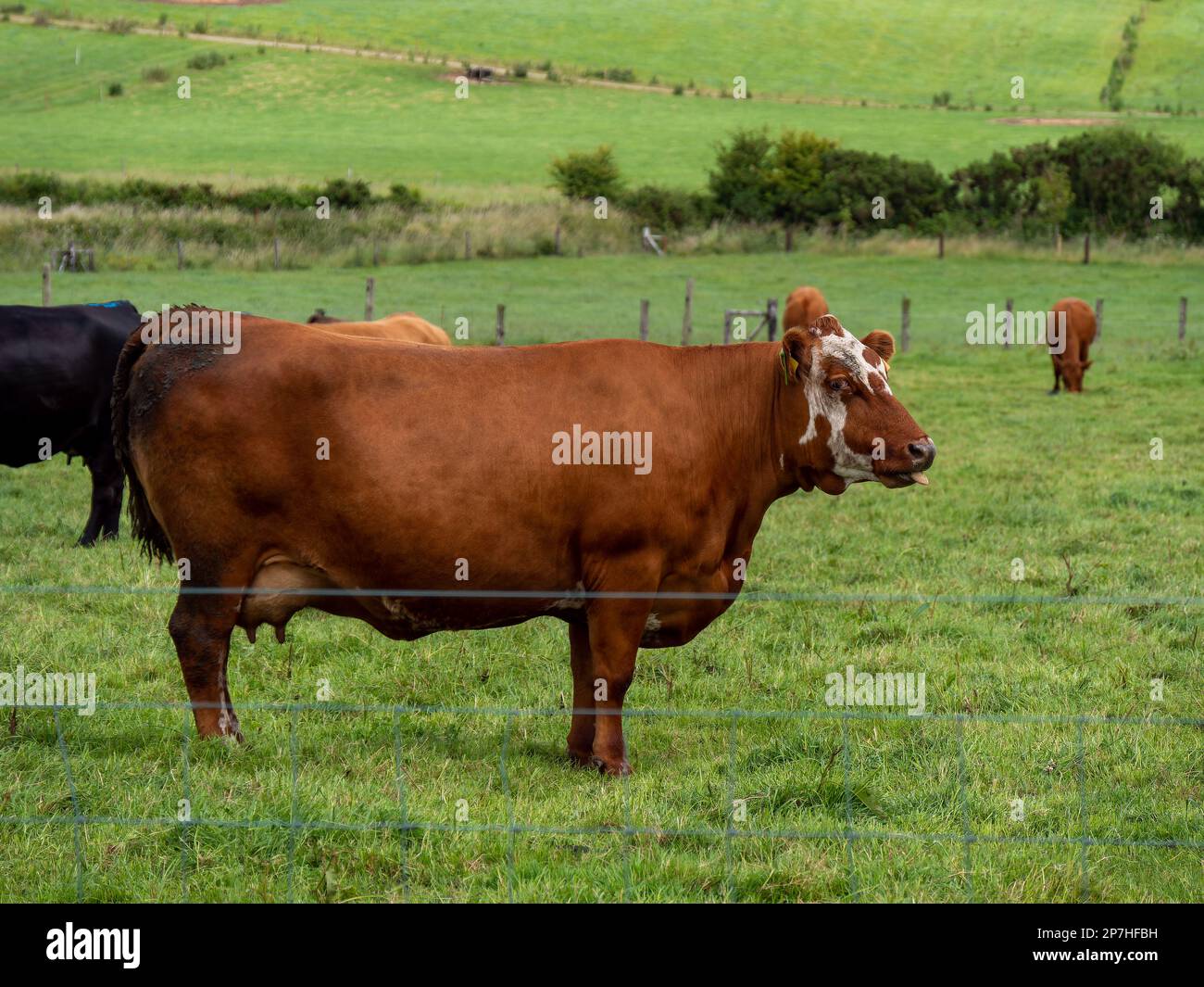 A cows on a green grass pasture on a summer day. Livestock on free ...