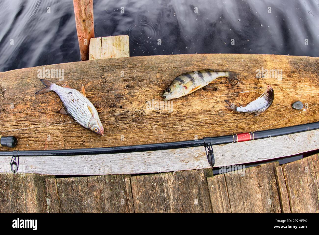 Village fishing - a joyful set. Two roaches and a perch were caught and ...