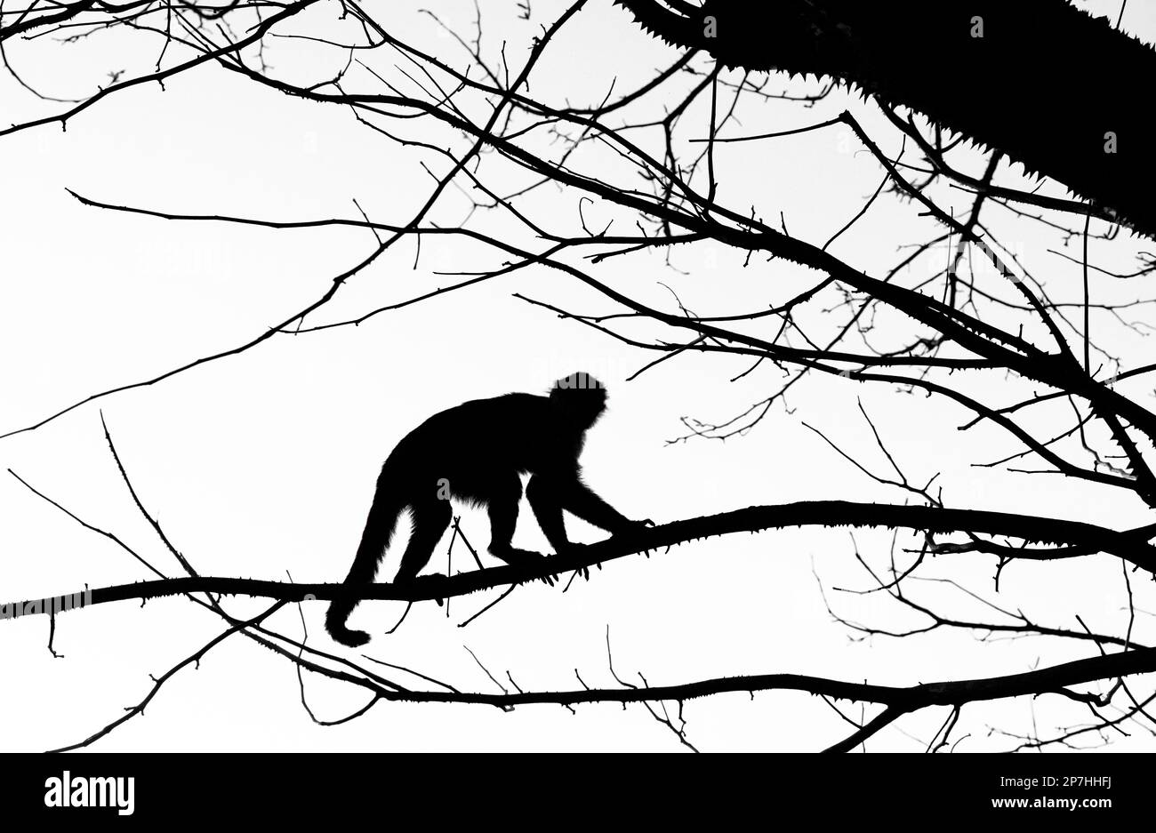 A high contrast silhouette of a monkey on a tree branch in Costa Rica ...