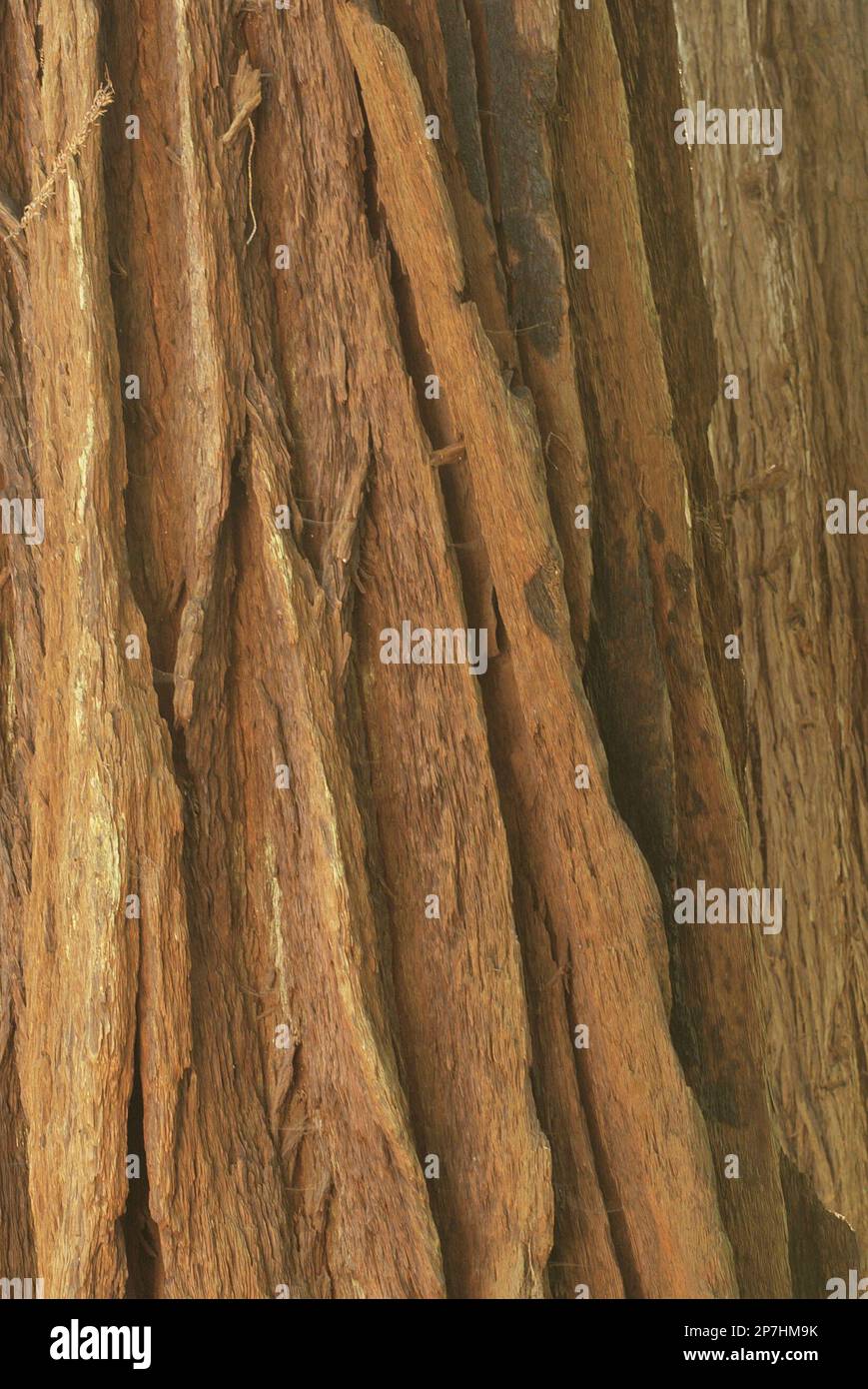 wayburn177 mac.jpg The ancient redwoods inside the Muir Woods National ...