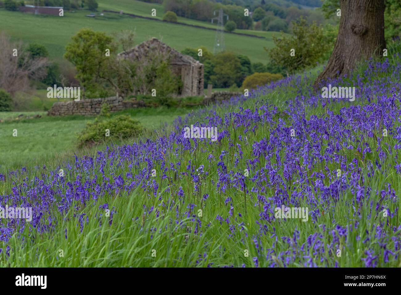 Bluebells growing on a slope hi-res stock photography and images - Alamy