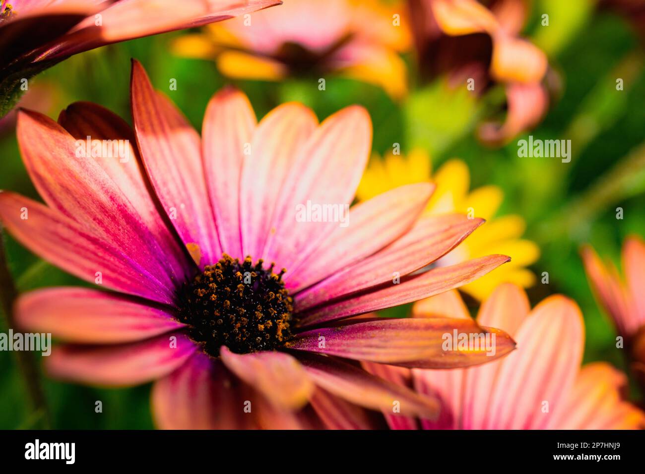 Close up view of vibrant petals of daisy flower Stock Photo - Alamy