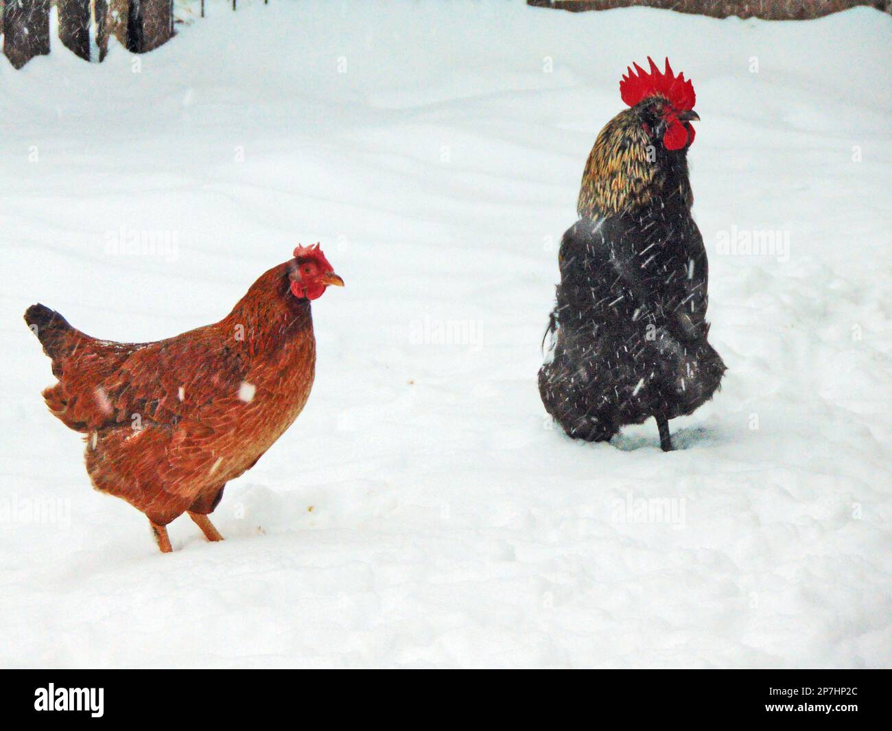 chicken and rooster in the snow Stock Photo - Alamy