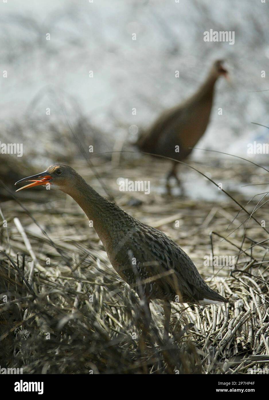 parksclapper030 mac.jpg The endangered "California Clapper Rail ...