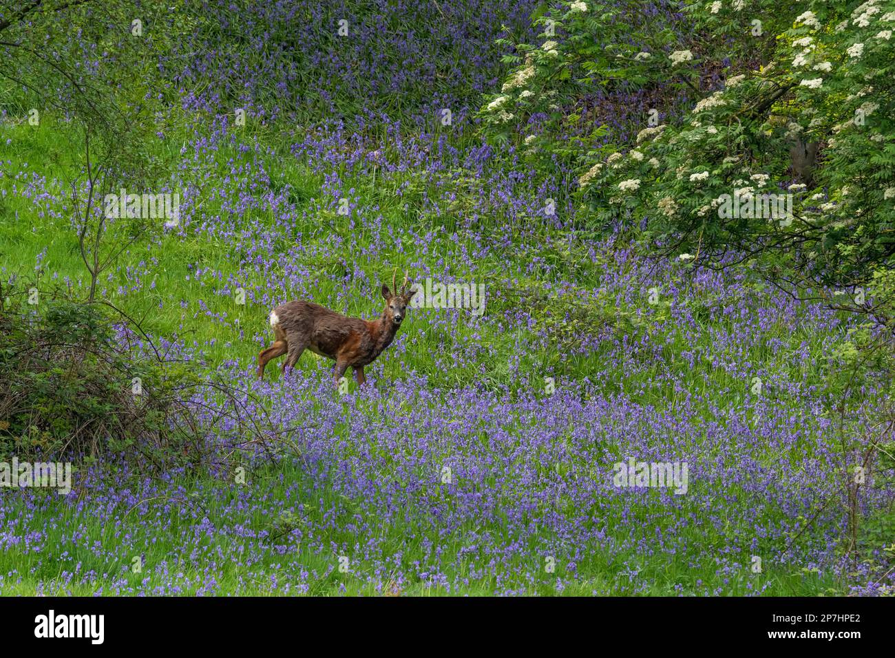 A roe deer buck standing in bluebells in Baildon, Yorkshire Stock Photo ...
