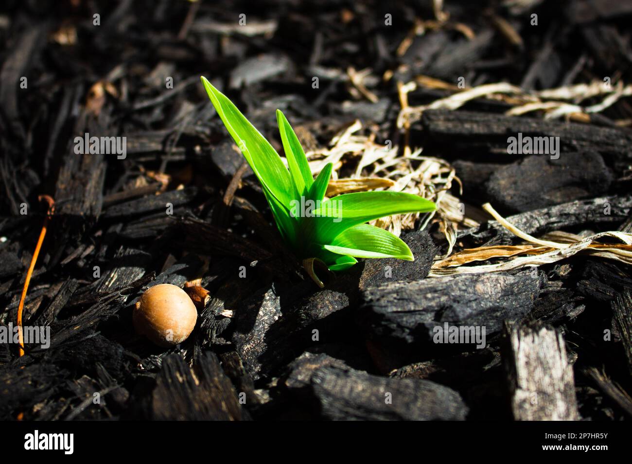 Vivid plant life hi-res stock photography and images - Alamy