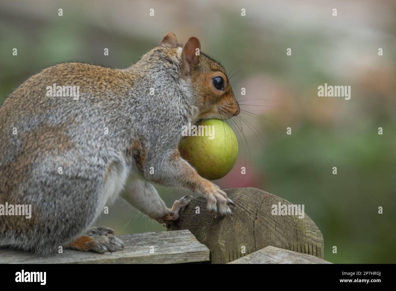 A grey squirrel UK (Sciurus carolinensis) eating an apple that it has ...