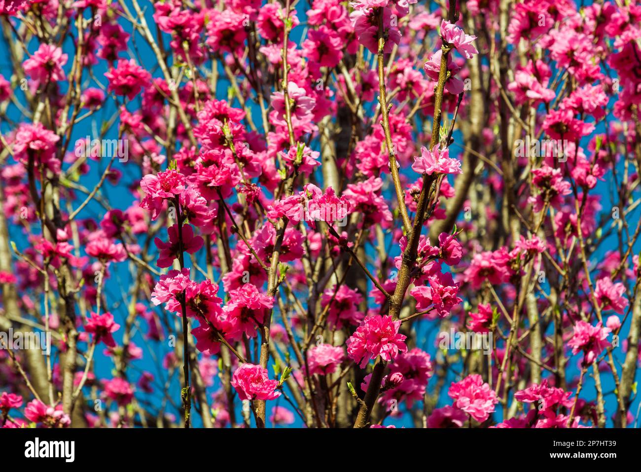 Spring arrives. Pink flowers as background Stock Photo - Alamy